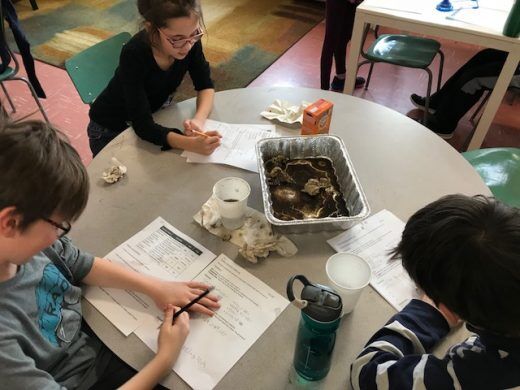 How to Use Scientific Inquiry in the Elementary Classroom - Learning by ...