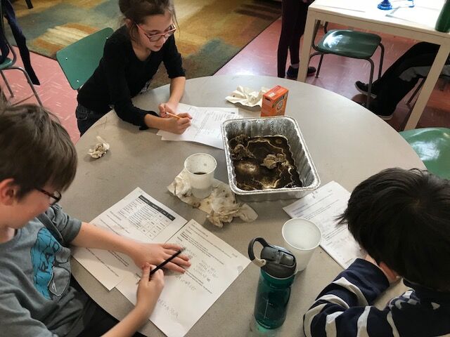 How to Use Scientific Inquiry in the Elementary Classroom - Learning by ...