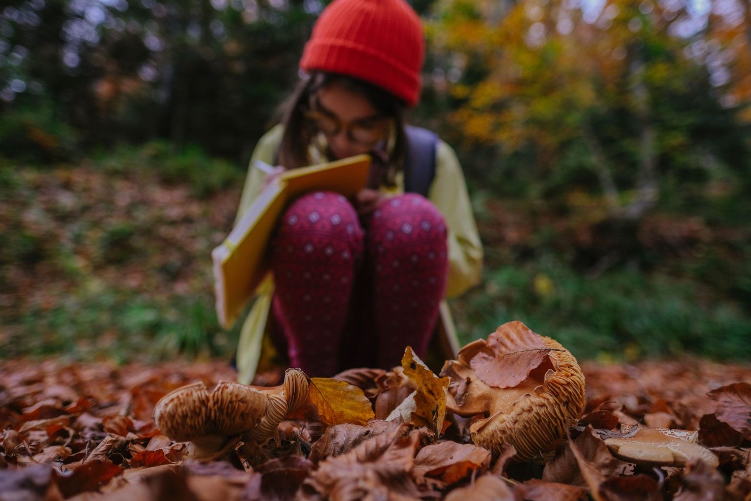 5 Exciting Autumn Inquiry Ideas for September - Learning by Inquiry